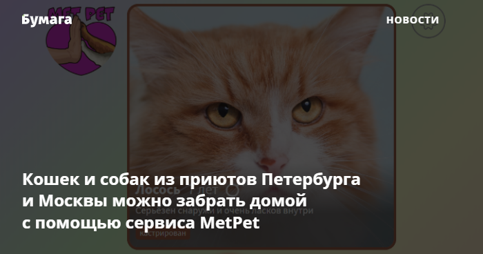 Это приложение MetPet для поиска питомцев из приютов. «Бумага»